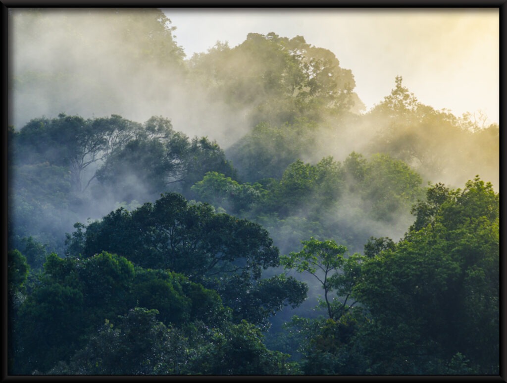 Plakat Las Za Mgłą - Tappy.pl